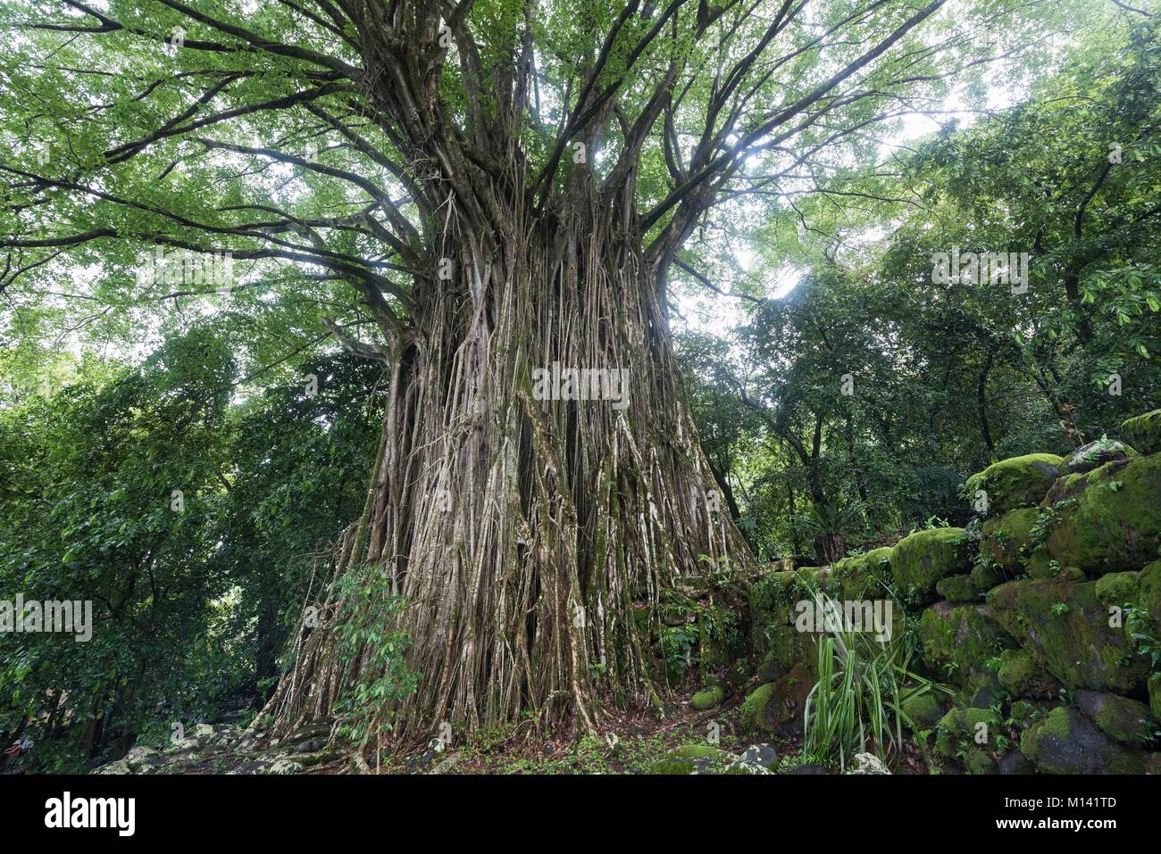 France, French Polynesia, Marquesas Archipelago, Nuku Hiva Island ...