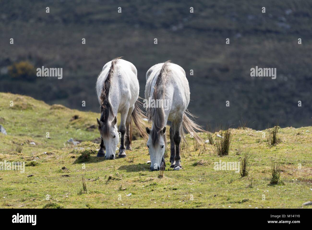 Ireland, County Galway, two Connemara ponies Stock Photo - Alamy