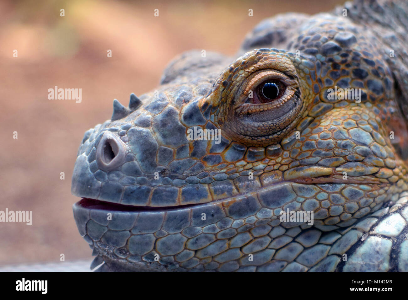 Iguana scale detail hi-res stock photography and images - Alamy