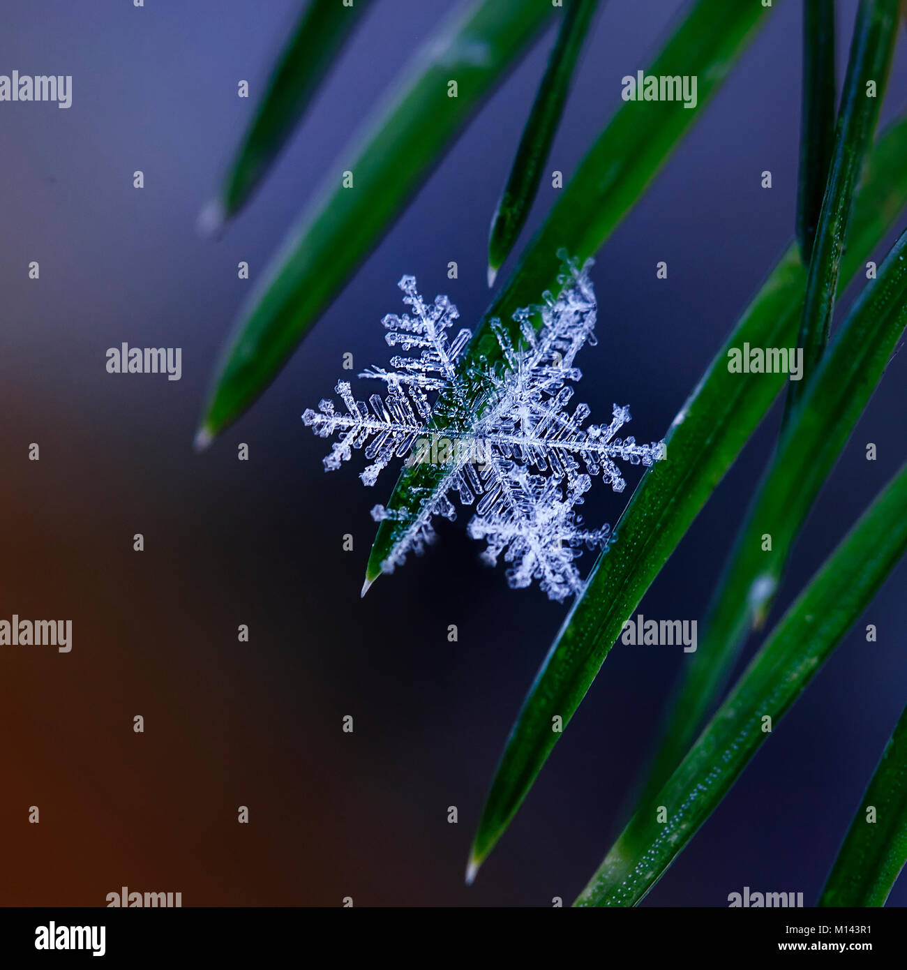 pretty cool little shiny snowflake hanging on a long green needles of ...