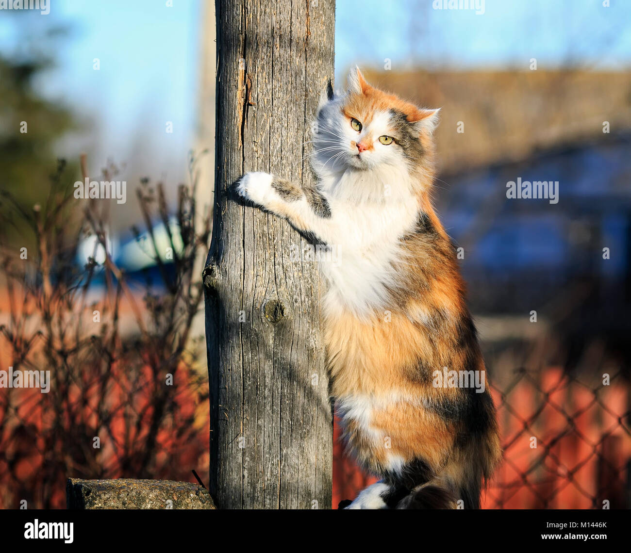 Climbing position animal hi-res stock photography and images - Alamy