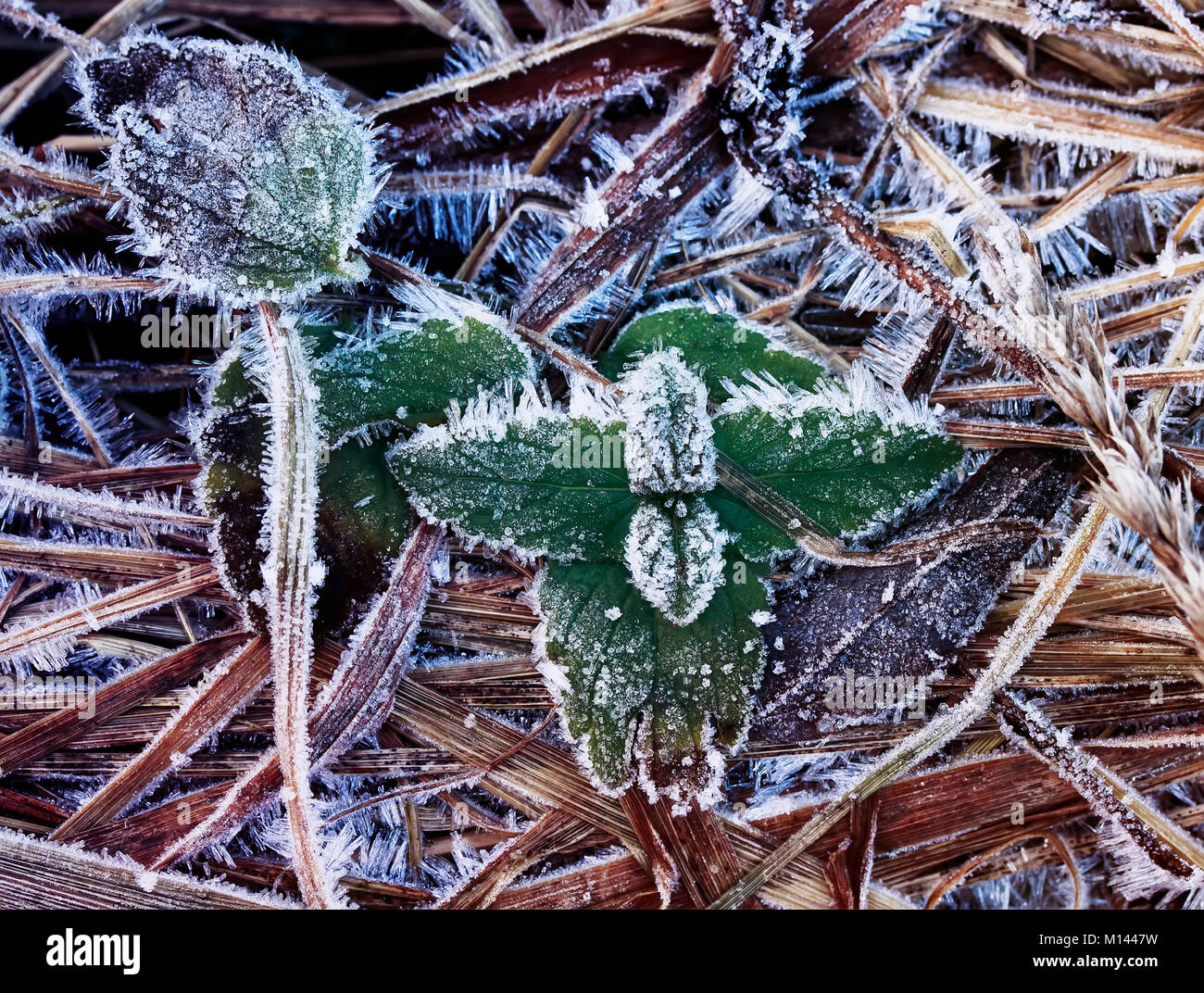bright green leaves and old grass was covered with glittering ice ...