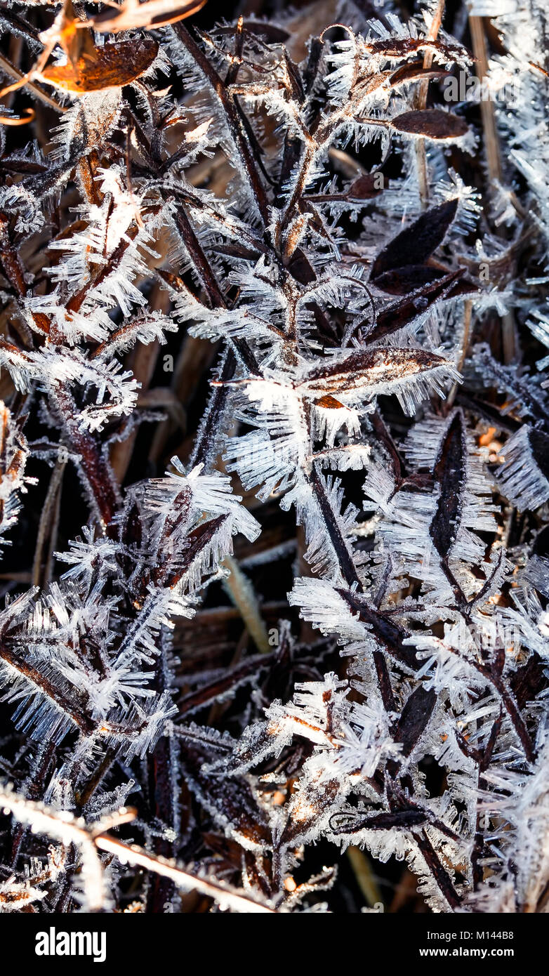 sharp and shiny spikes of ice covered the grass in a morning meadow ...