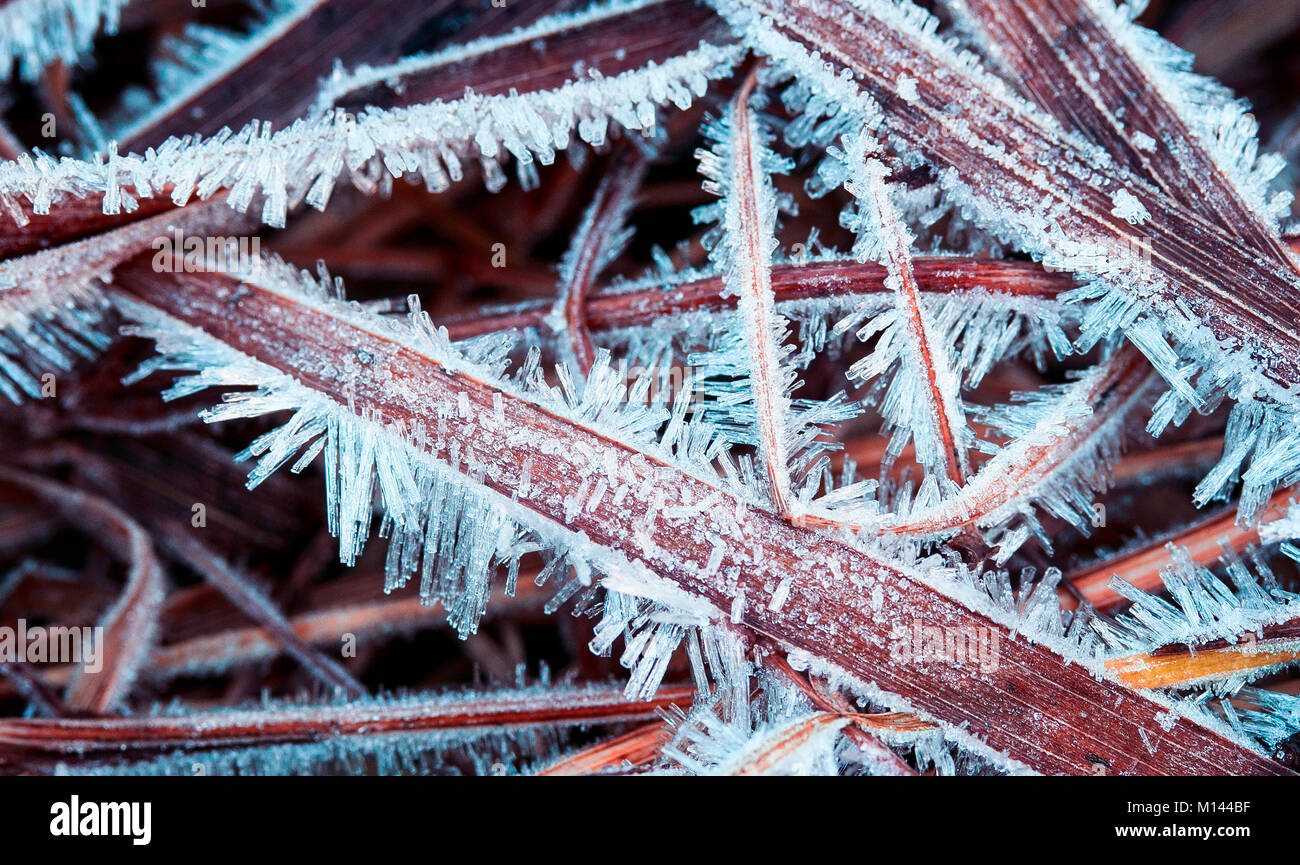 long, sharp and shiny spikes of ice covered the grass in a morning ...