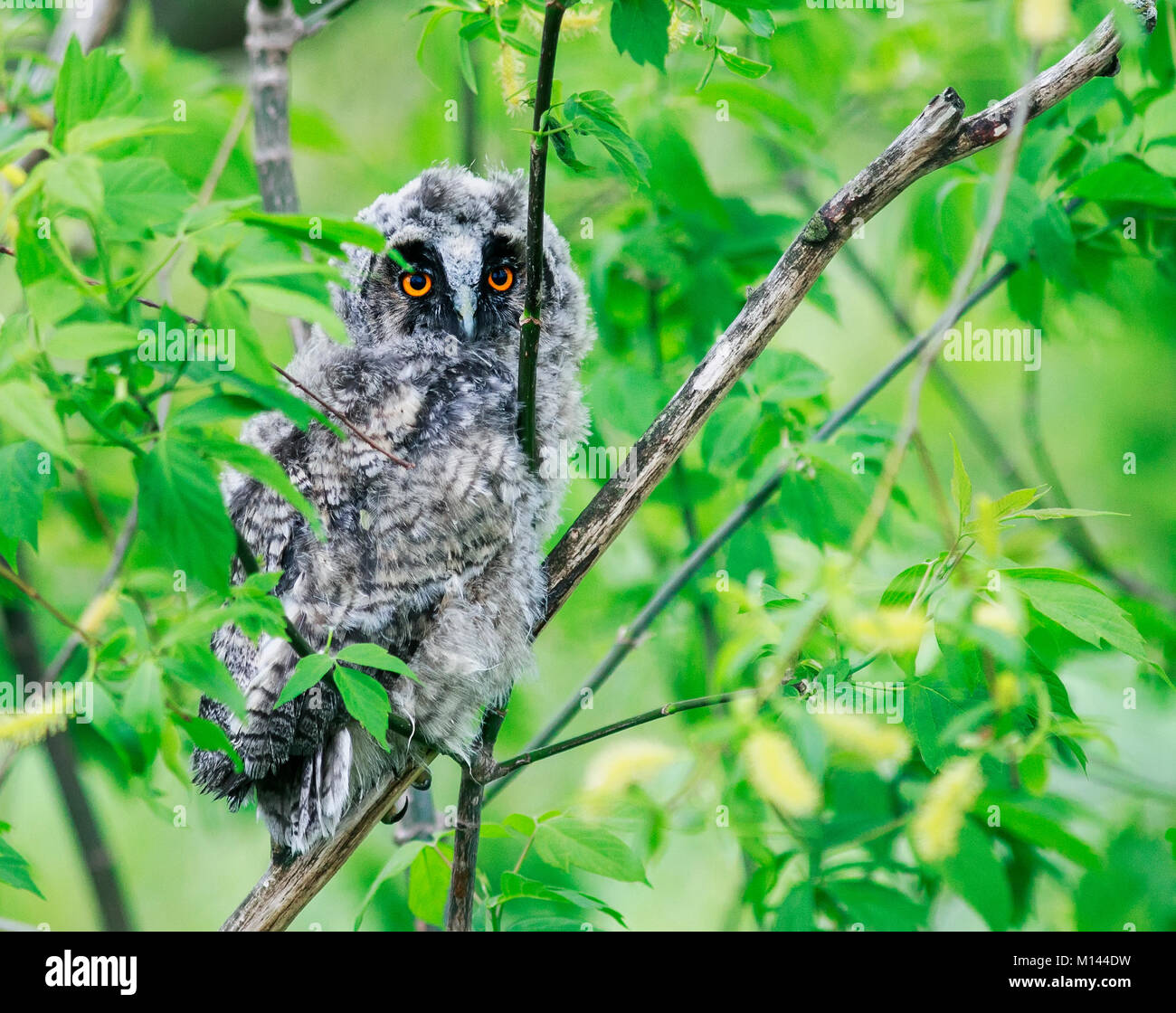 smart funny fluffy nestling owls sitting amongst the leaves of a tree ...