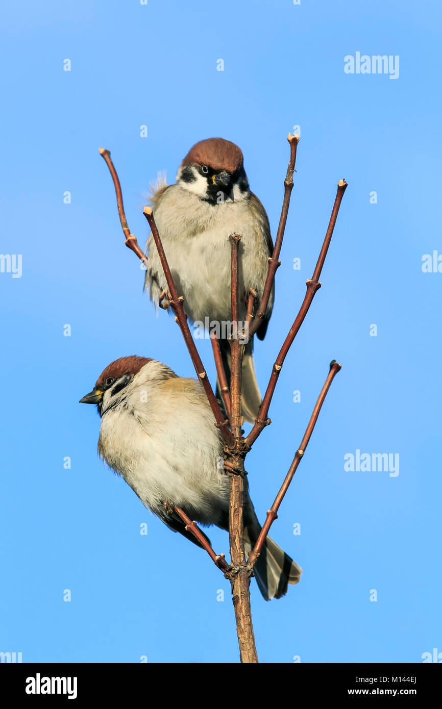 a pair of funny birds, little Sparrow sitting on branch on background ...