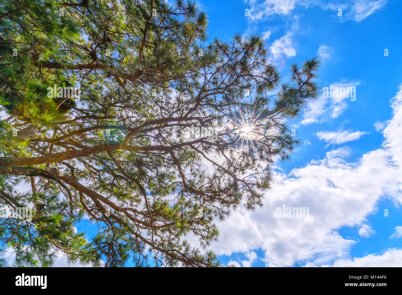 Cherry blossom cherry blossom early in the morning signal a spring has ...
