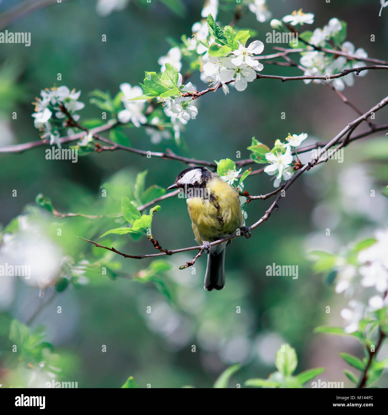 beautiful little bird on the branch of the cherry blossoms in the ...