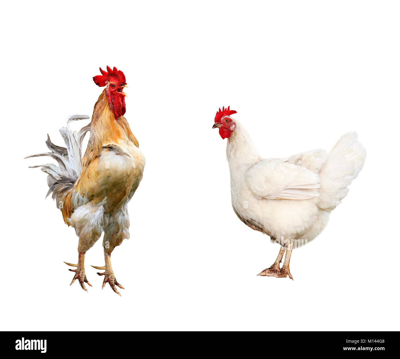 Live rooster Cut Out Stock Images & Pictures - Alamy