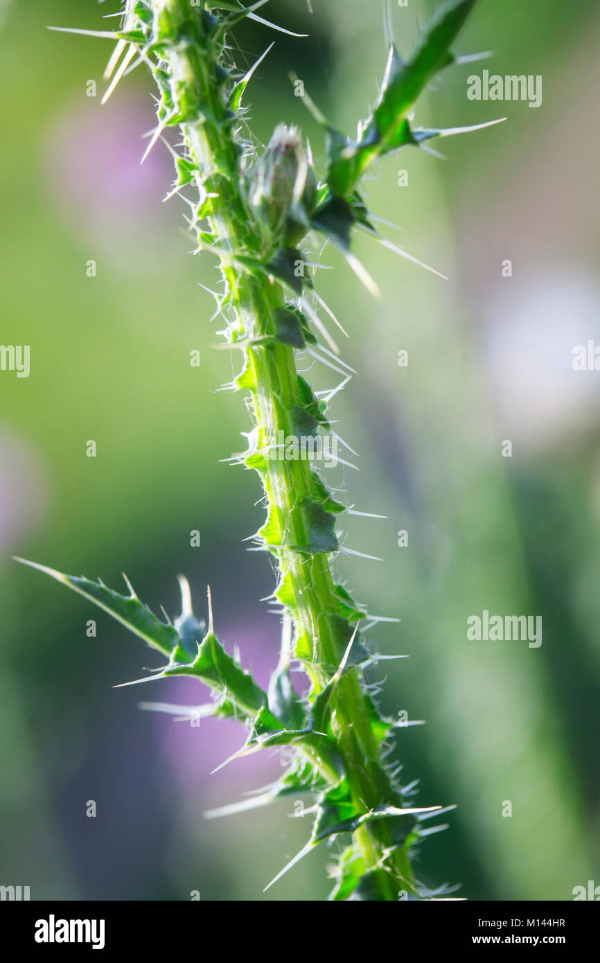 green threat Bush prickly Thistle with a sharp and long spines and ...