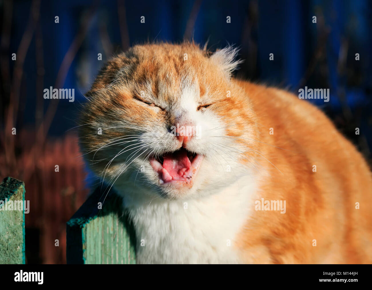 old ginger cat sings toothless mouth wide open in March sitting on the ...