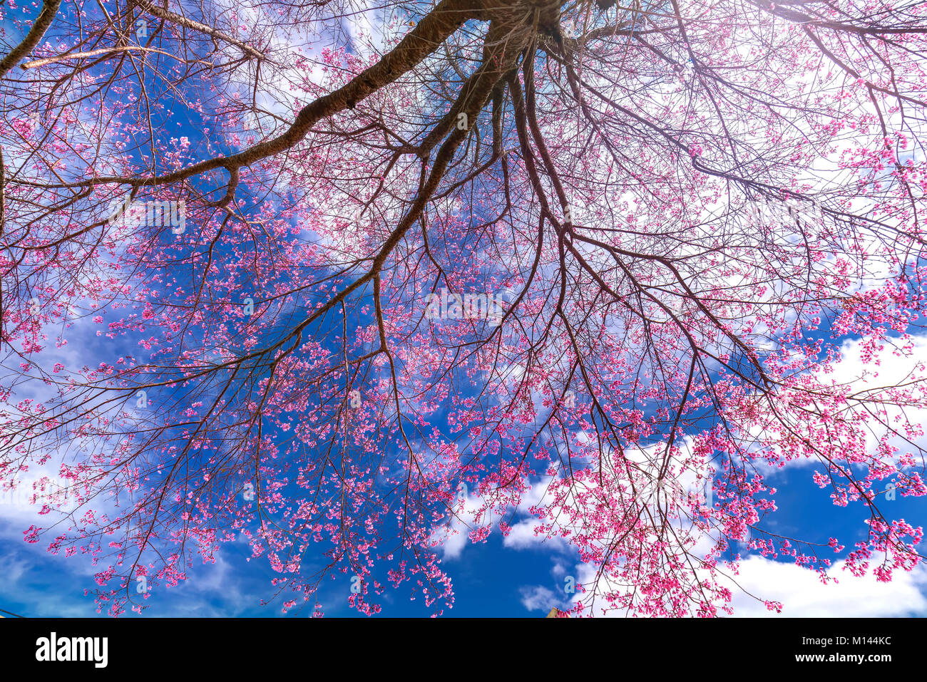 Cherry blossom tree in the dramatic sky like a curtain the spring. This ...