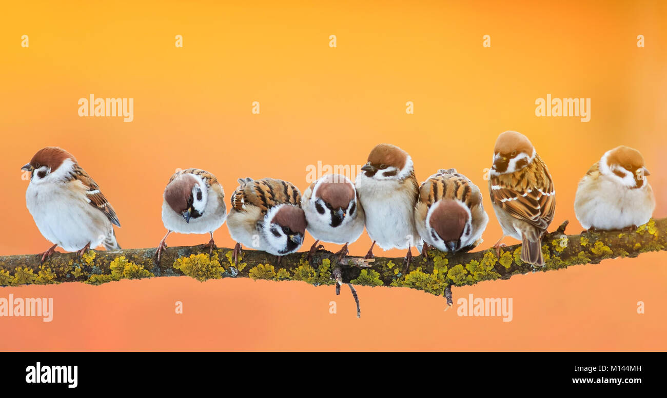 a lot of little funny birds sitting in a bright Sunny spring Park Stock ...