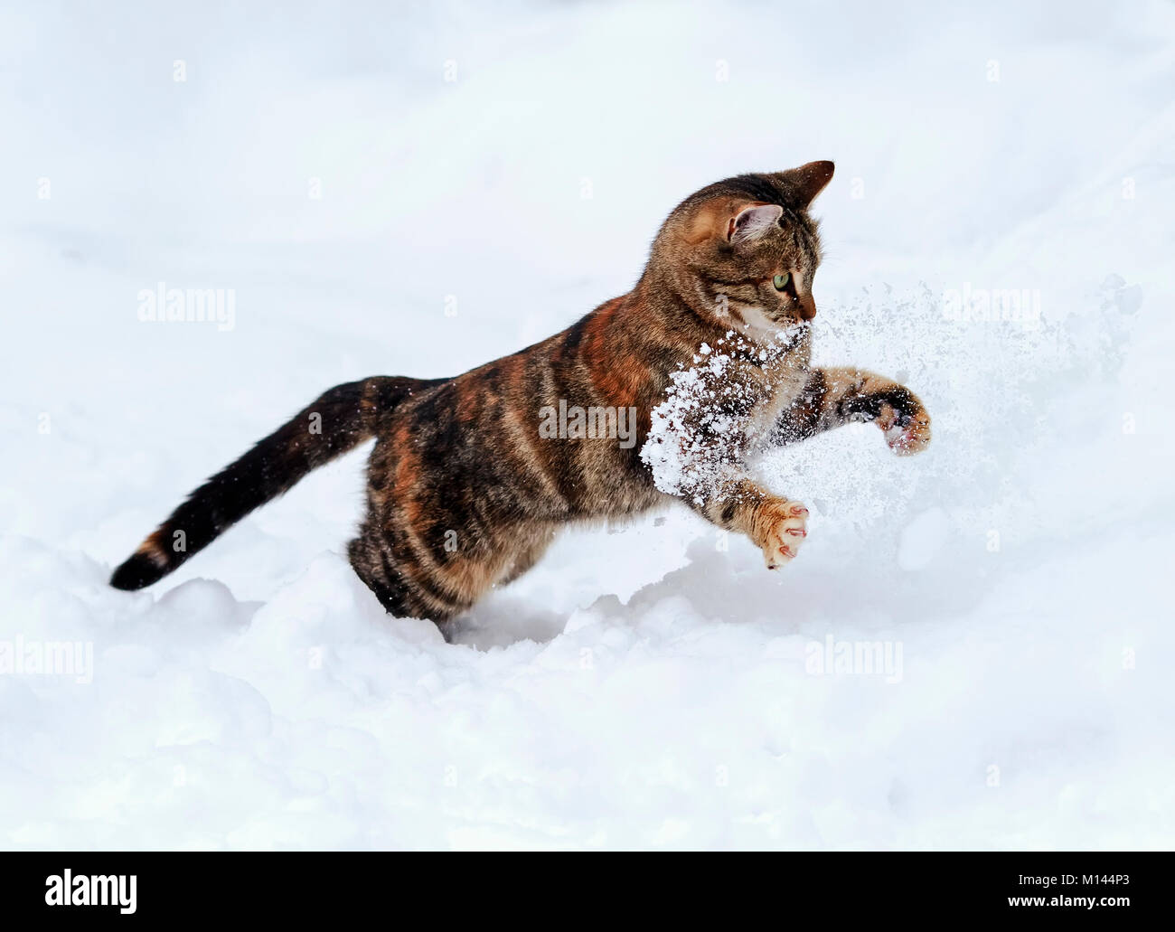graceful spotted cat funny fun to hunt on white snow in winter garden ...