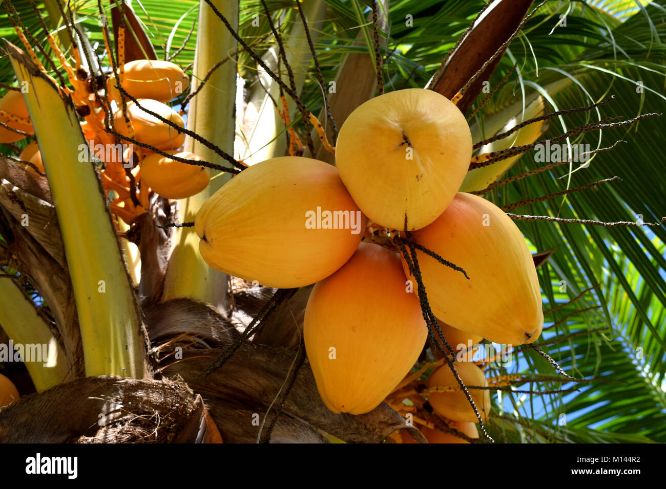 Yellow hanging coconuts on palm tree in Seychelles, La Digue island ...