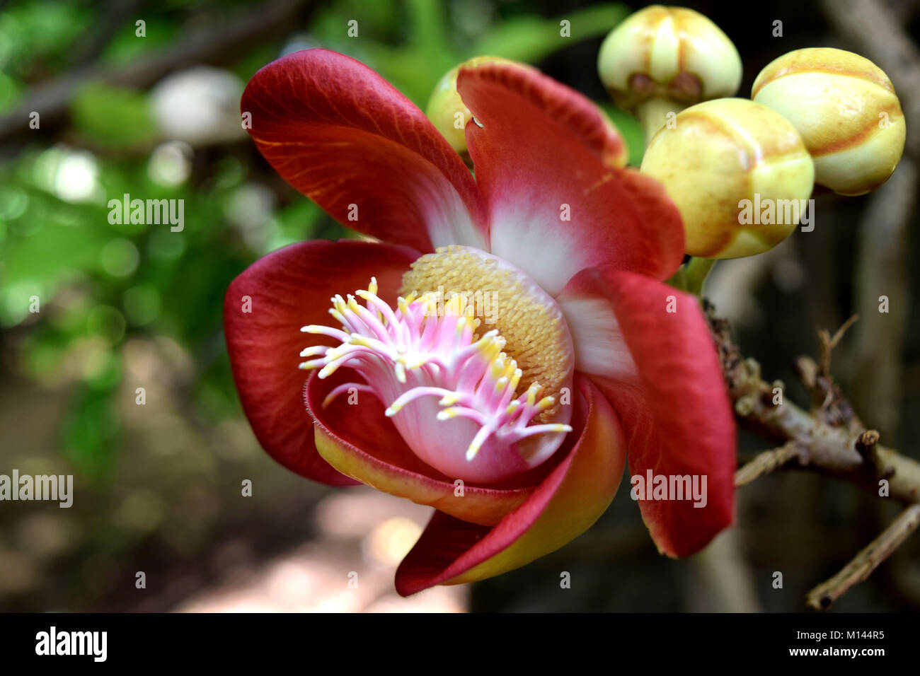 Sal flower in Victoria's National Botanical Garden in Seychelles, Mahe ...