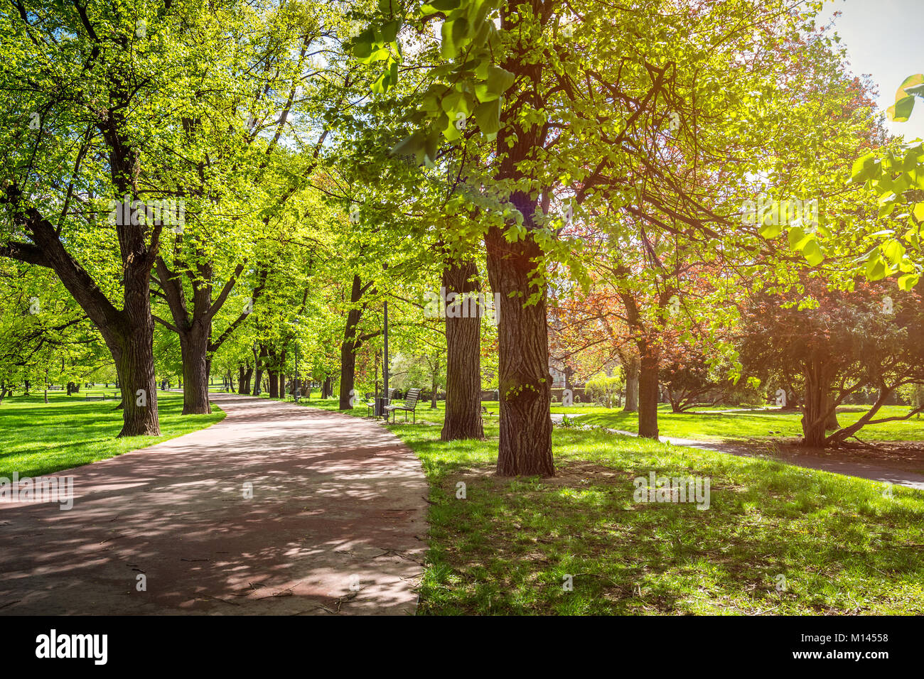 Park in the spring with green lawn, sun light. Stone pathway in a green ...