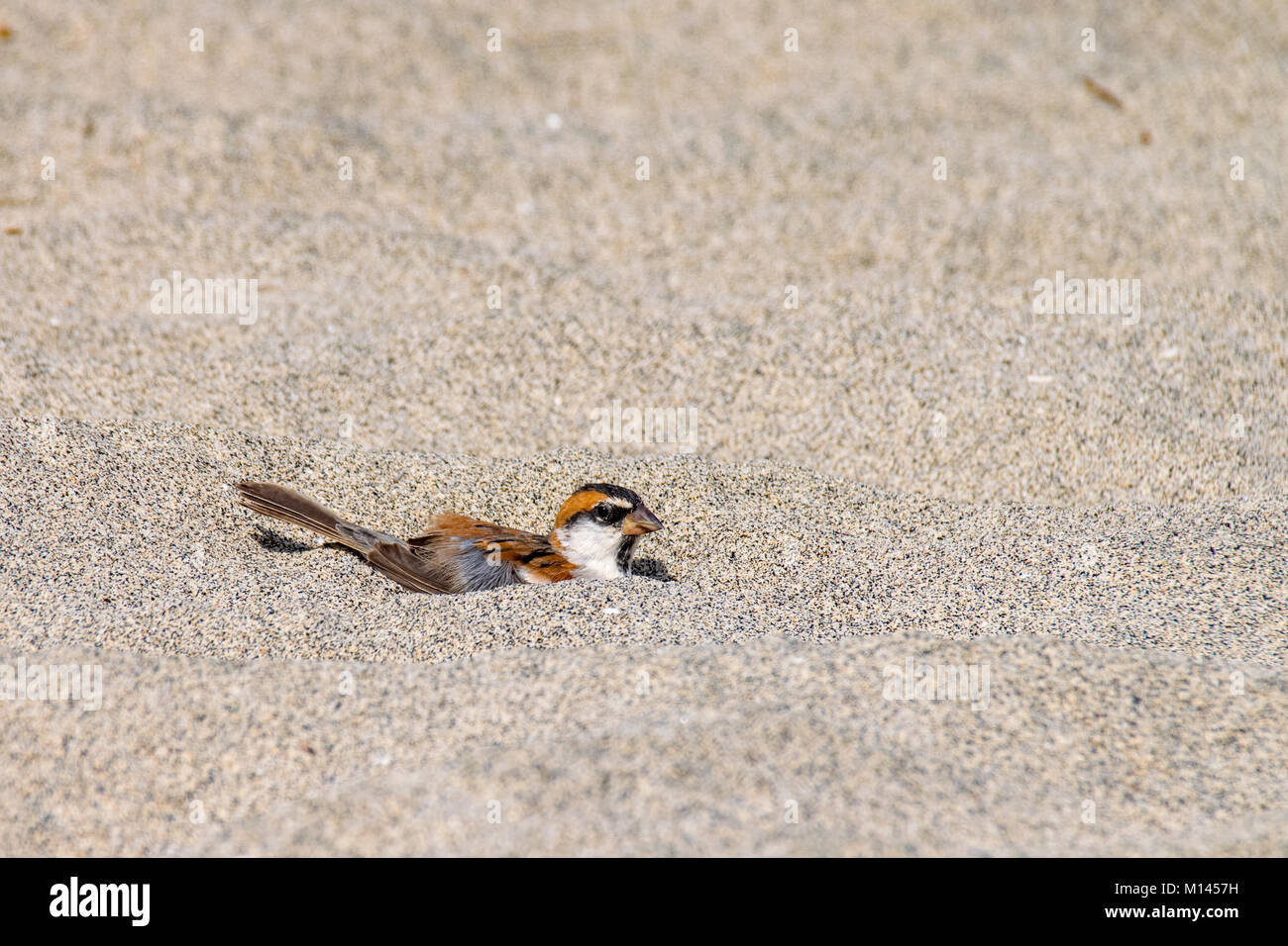 Sparrow bird dust bathing hi-res stock photography and images - Alamy