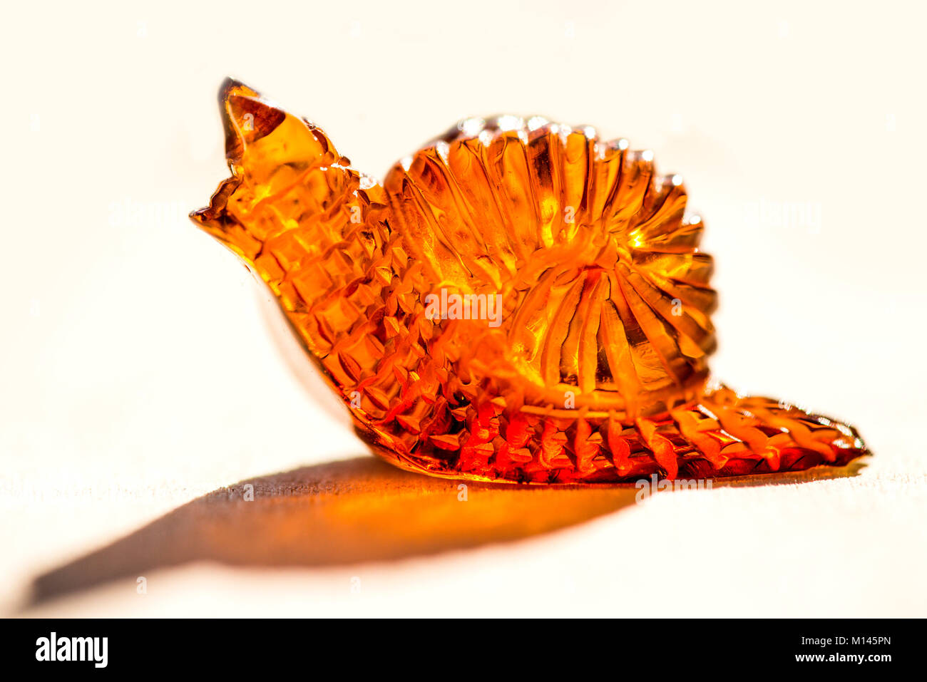 Translucent Snail High Resolution Stock Photography and Images - Alamy