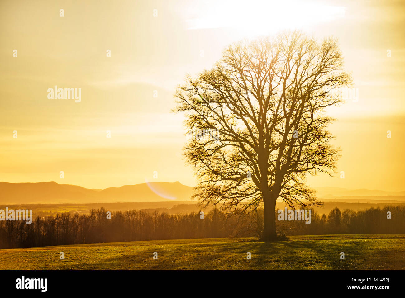 oak in autumn with sky at sunset Stock Photo - Alamy