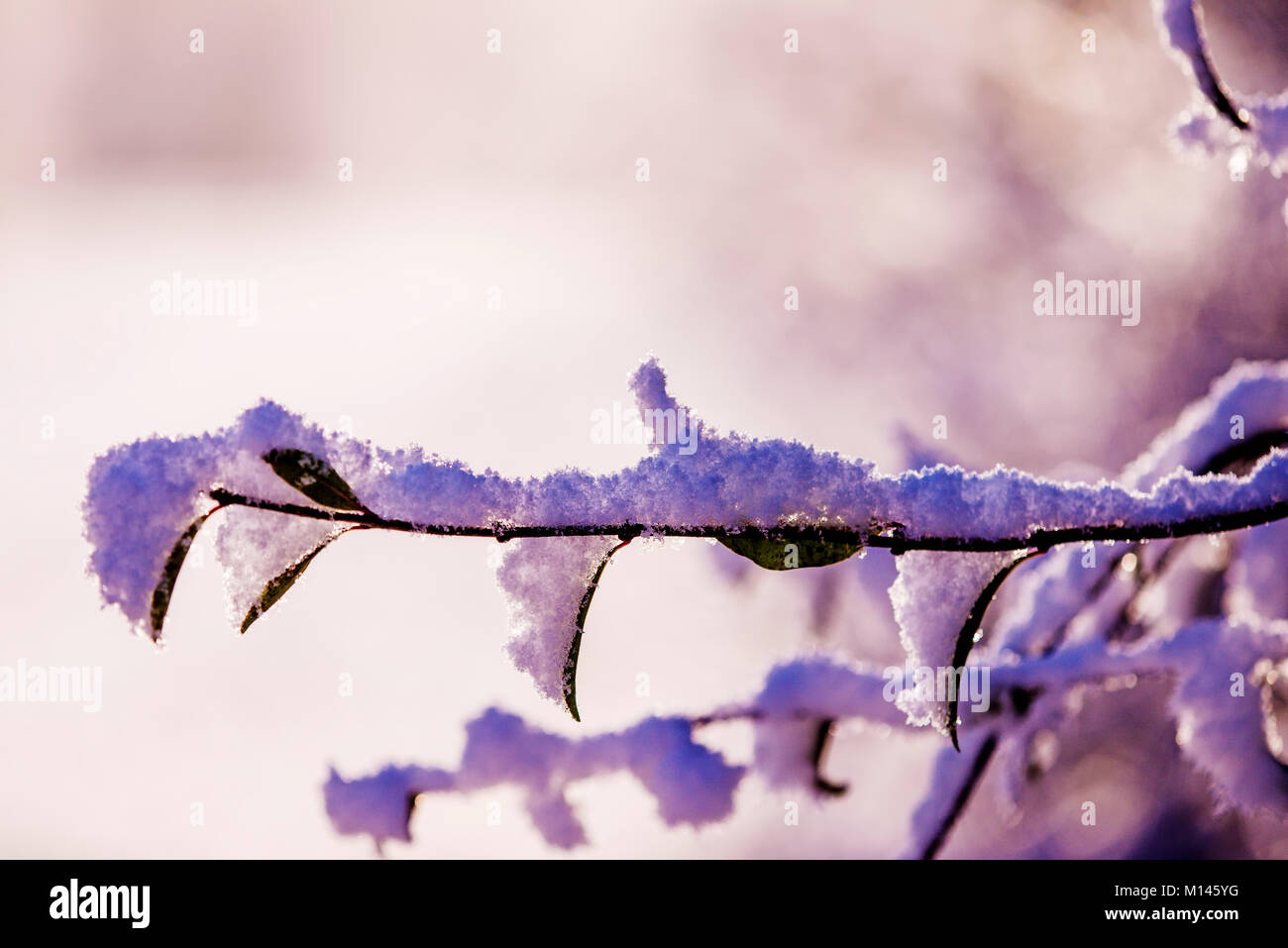 branch with snow cap Stock Photo - Alamy