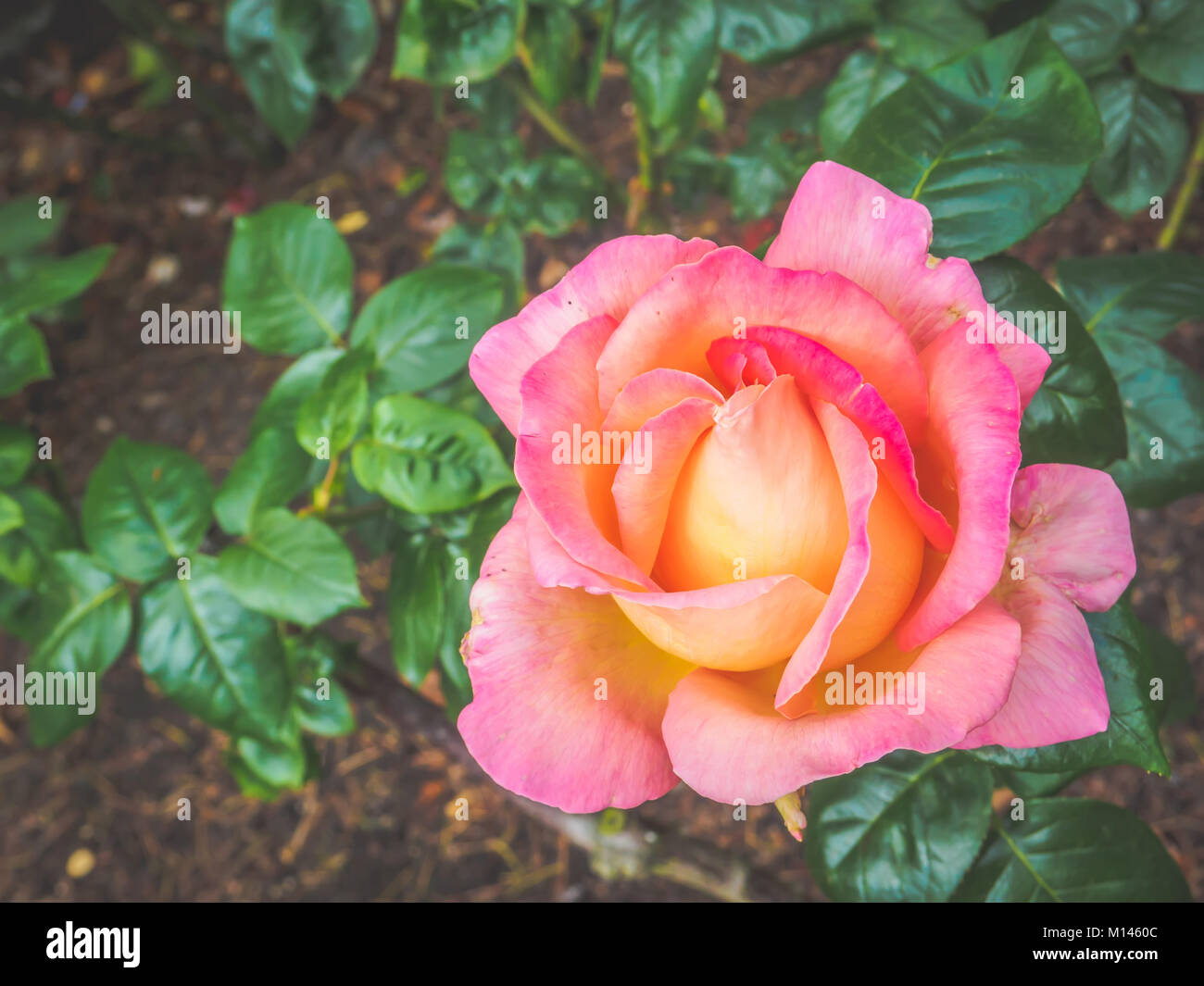 Closeup view of a beautiful tender multi-color rose flower in the ...