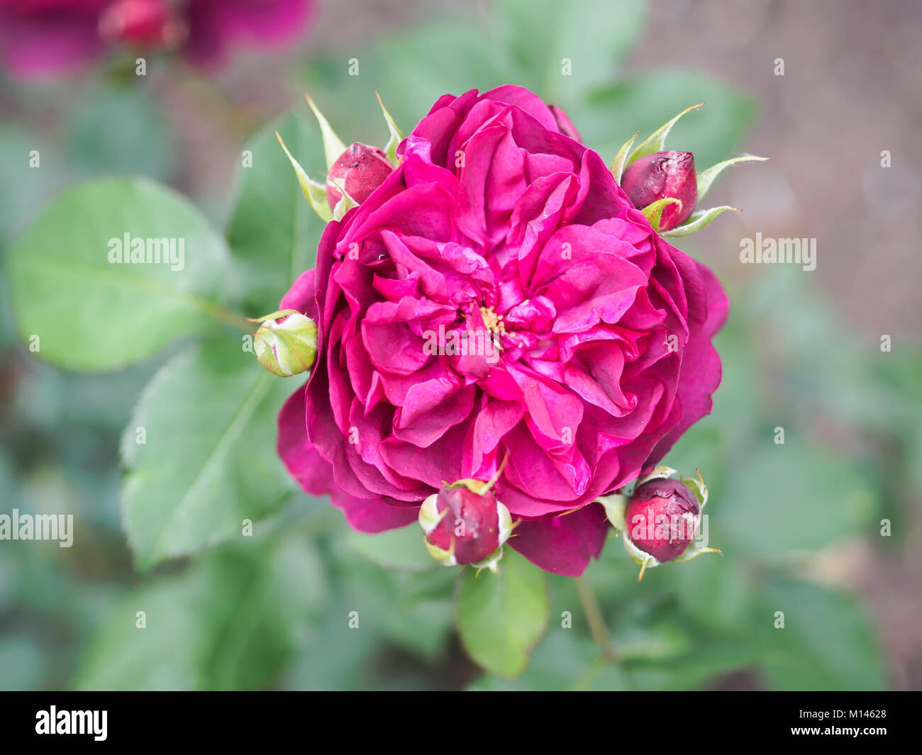 Closeup view of a beautiful lush purple rose flower in the garden ...