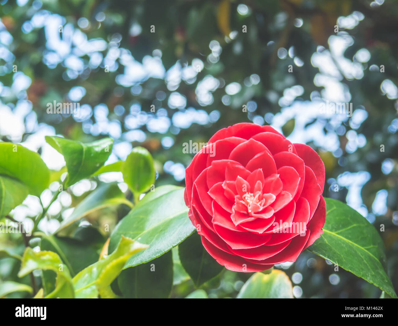 Closeup view of a beautiful tender pink camellia japonica (japanese ...