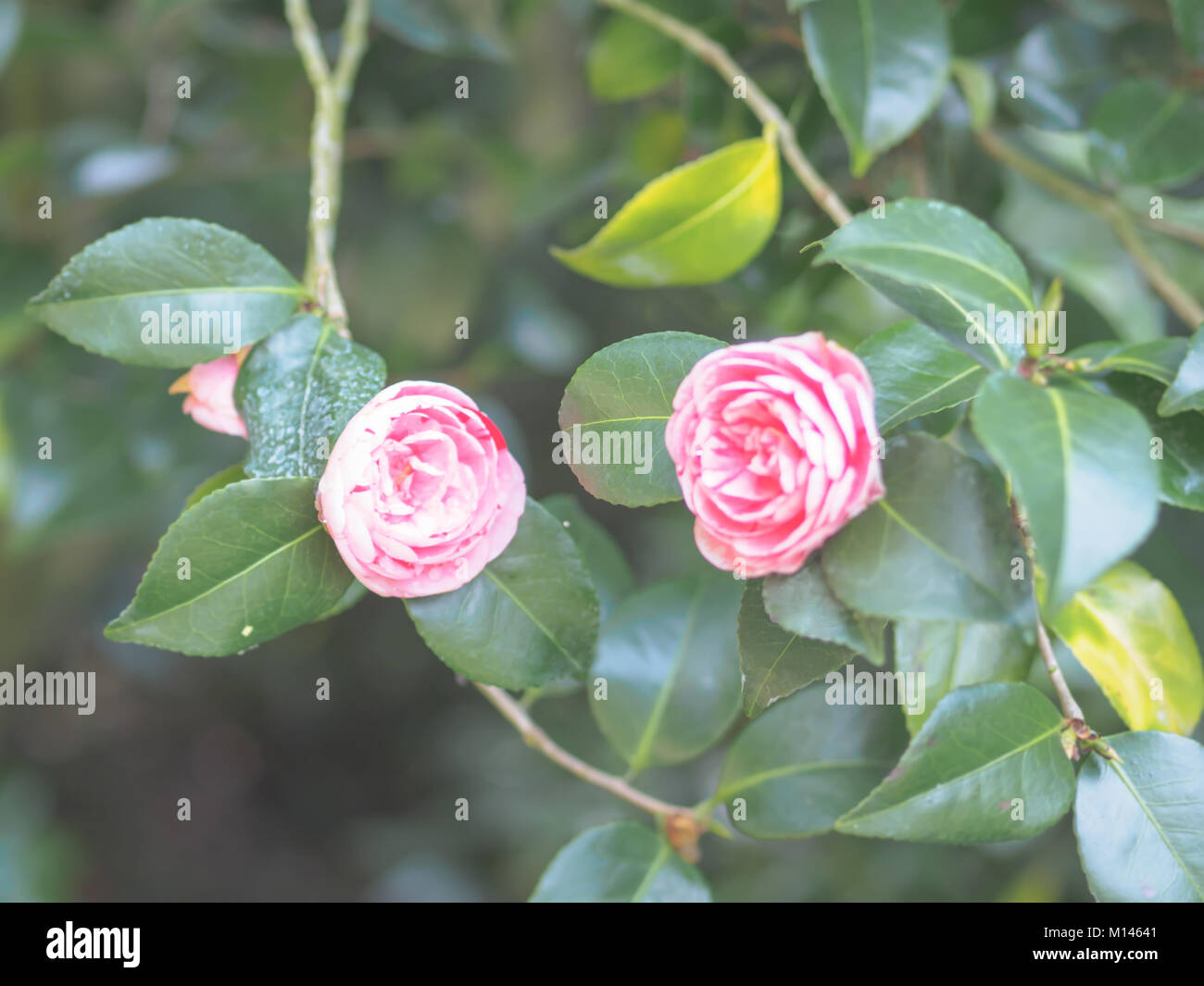 Closeup view of a beautiful tender pink camellia japonica (japanese ...