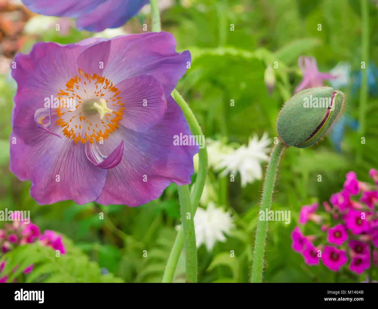 Pink meconopsis hi-res stock photography and images - Alamy