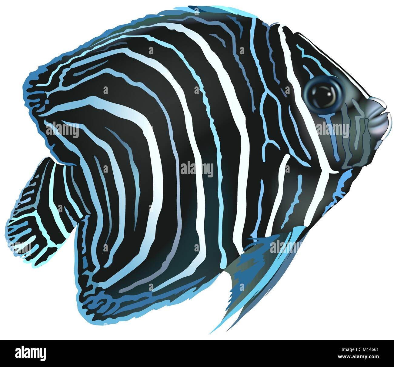 Saltwater angelfish Stock Vector Images - Alamy