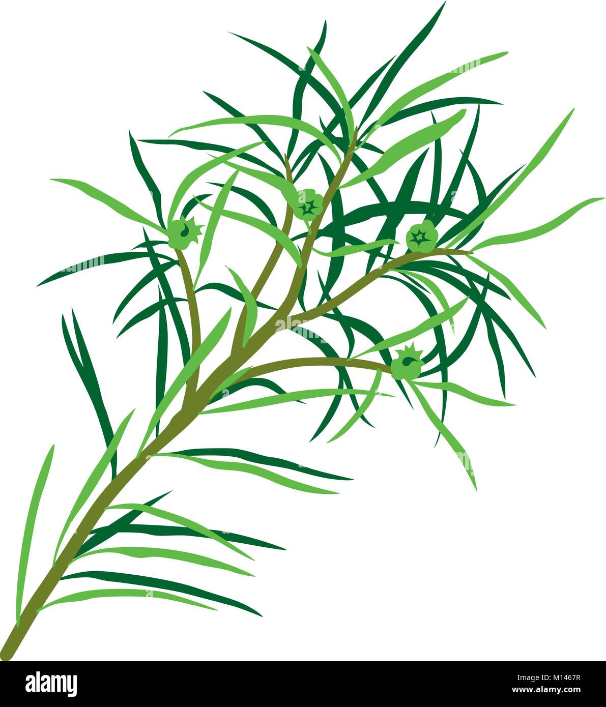 Narrow leaved paperbark Stock Vector Images - Alamy