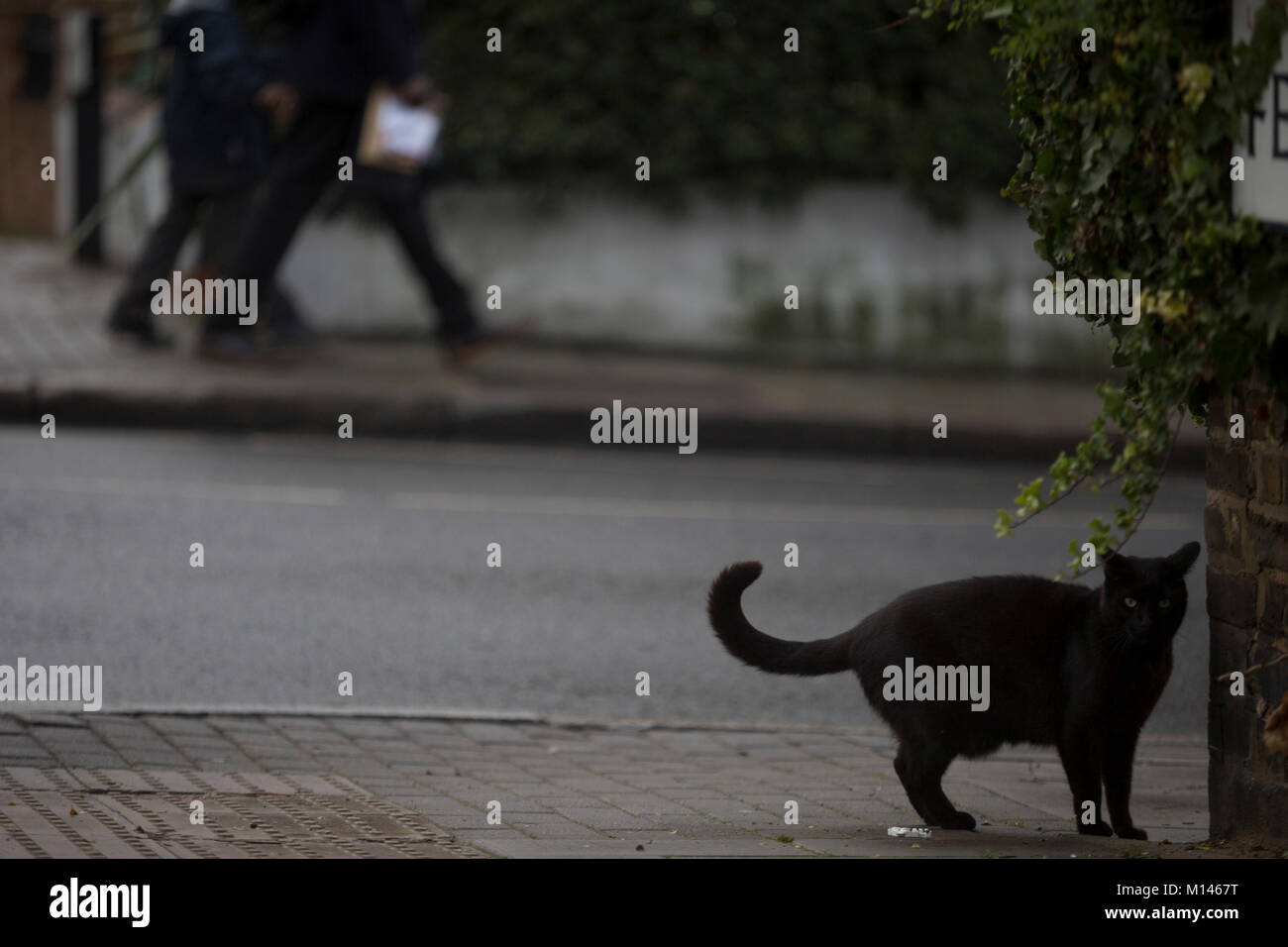 Black cat superstition street hi-res stock photography and images - Alamy