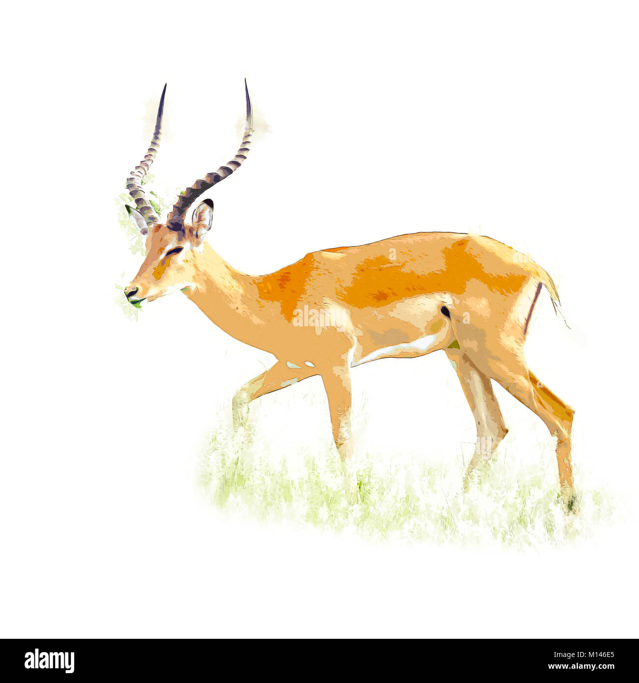 Side view of a male impala Cut Out Stock Images & Pictures - Alamy