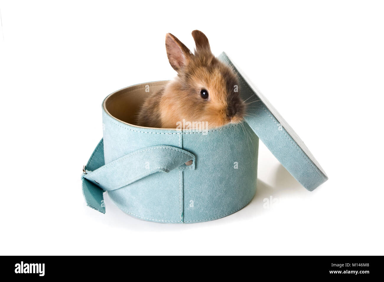 Thumper rabbit Cut Out Stock Images & Pictures - Alamy