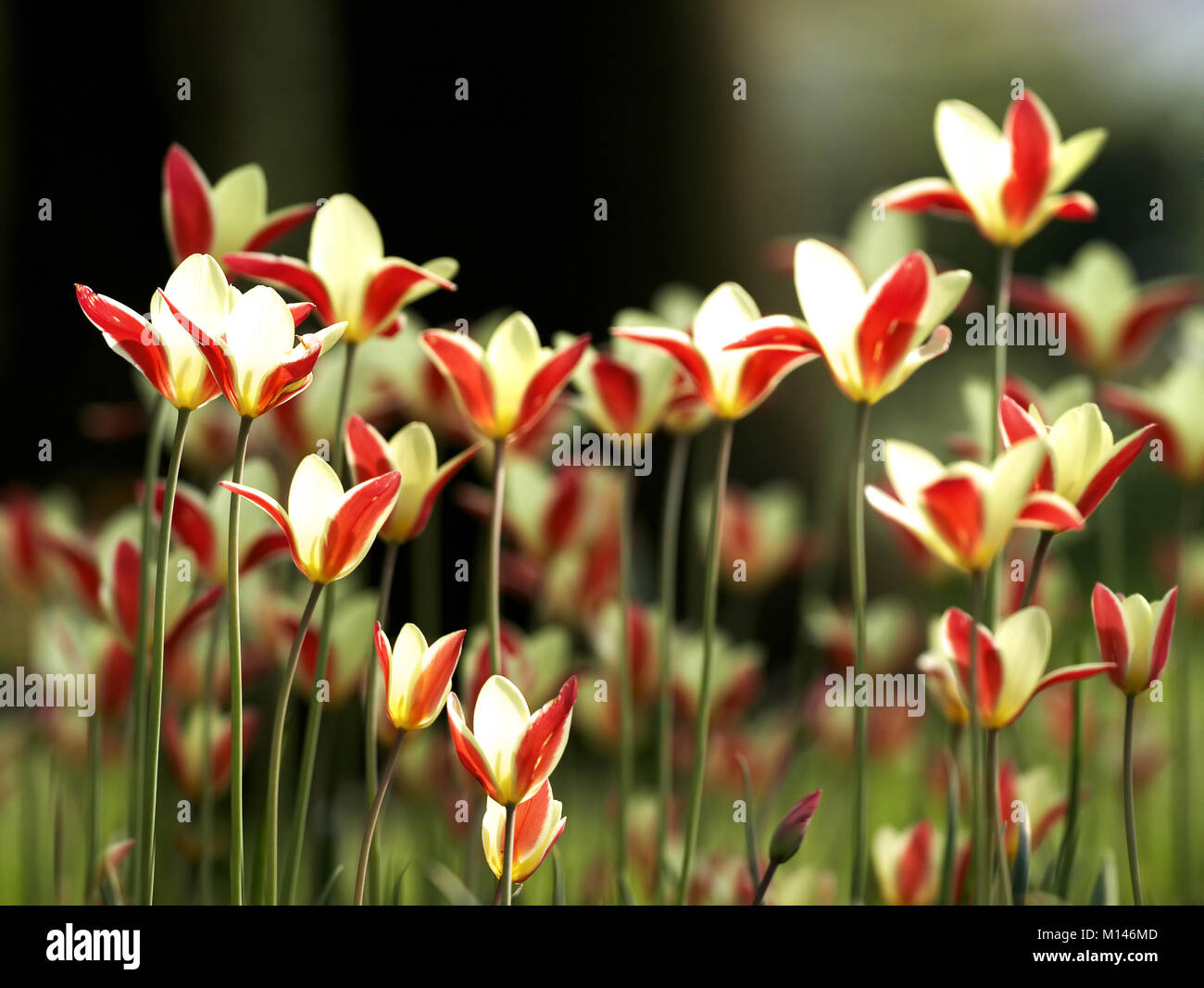 Almost transparent hi-res stock photography and images - Alamy