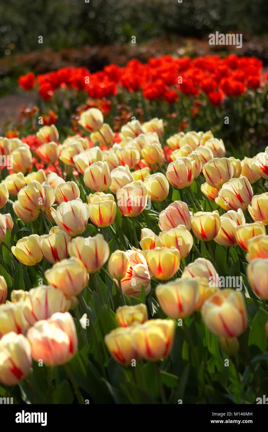 Detail of a castle garden with many tulips in vibrant colors Stock ...