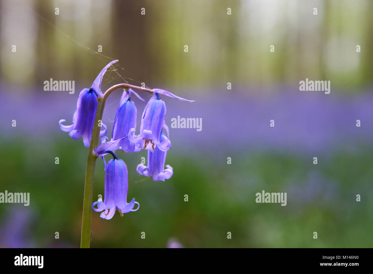 Single bluebell hyacinth amongs millions in springtime Stock Photo - Alamy