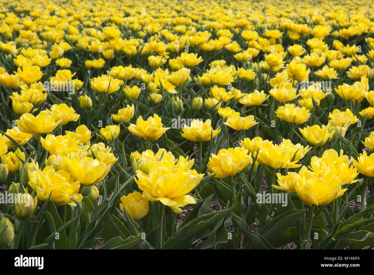 Famous Dutch bulb fields with millions of tulips in Holland Stock Photo ...