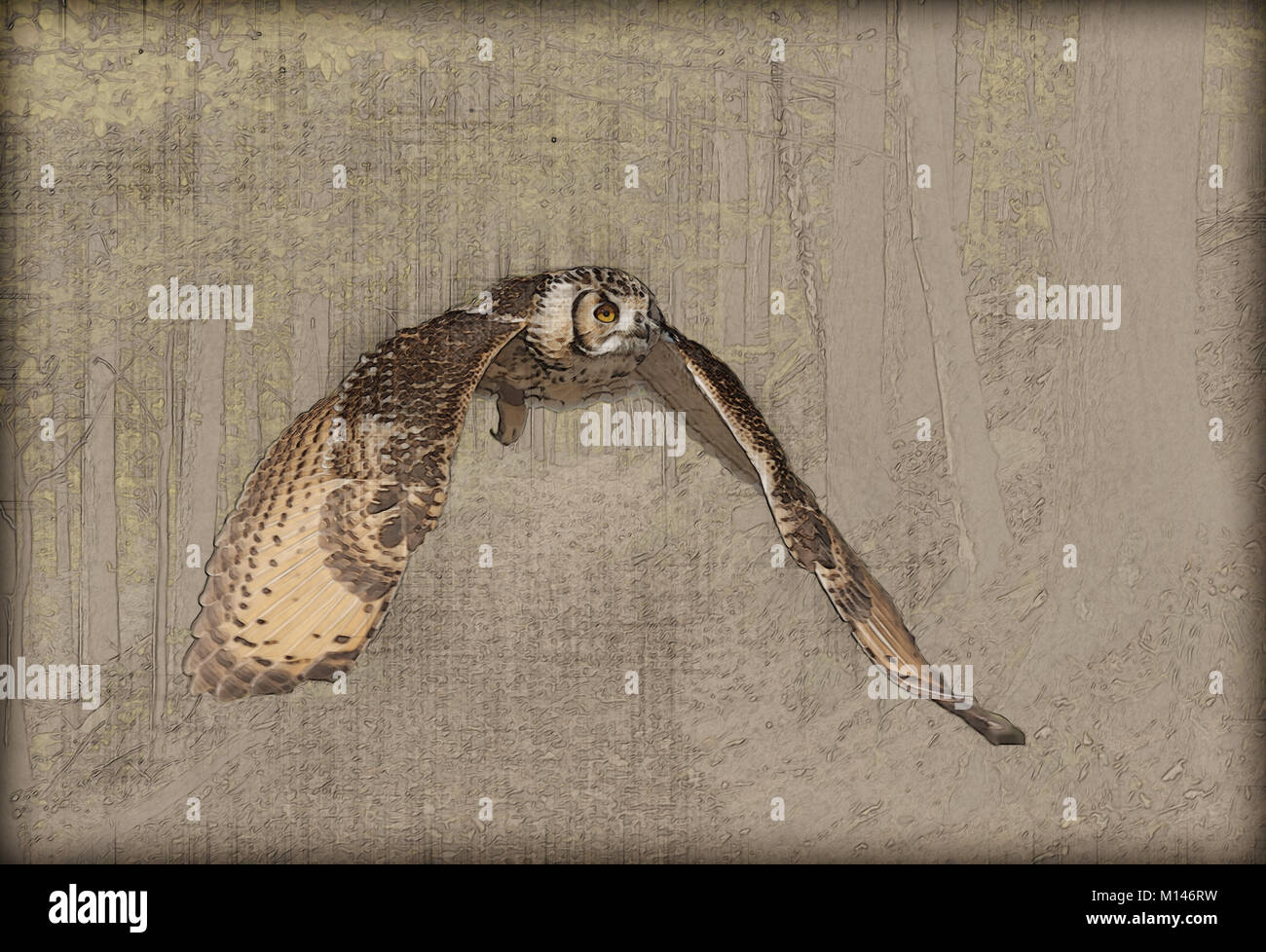 Digitally enhanced image of an owl in flight in a forest with wings ...