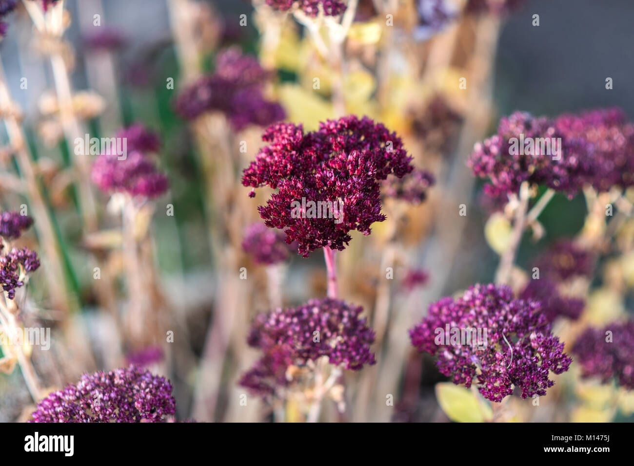 Eupatorium purpureum hi-res stock photography and images - Alamy