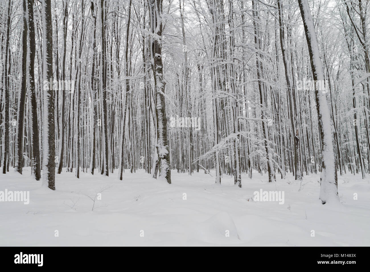 Winter landscape of the frosty forest Stock Photo - Alamy