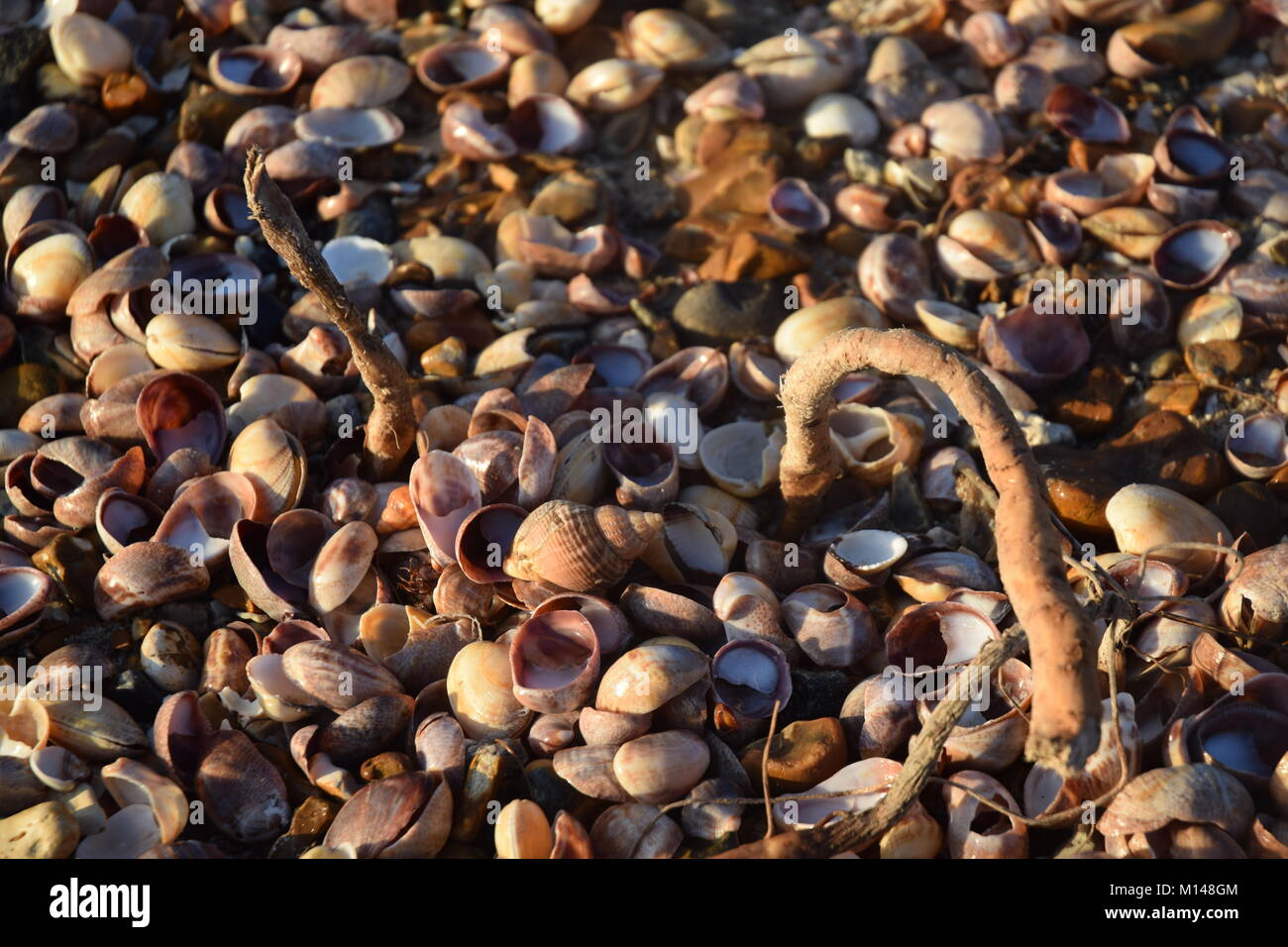 SEA SHELLS ON THE SHORE OF LANGSTONE HARBOUR, EASTNEY, UK Stock Photo ...