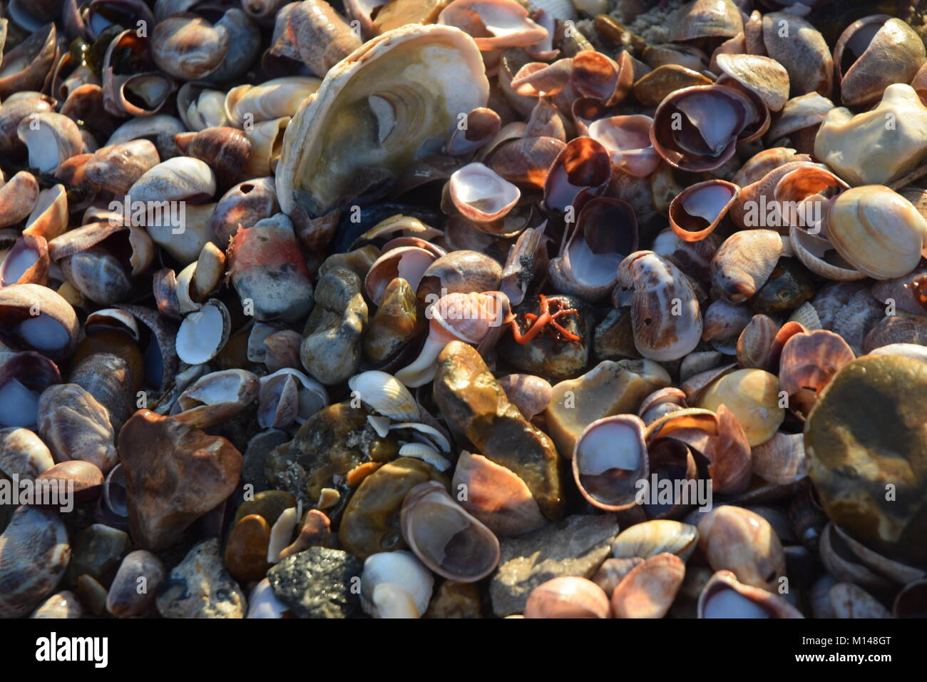 Mussel shells hi-res stock photography and images - Alamy