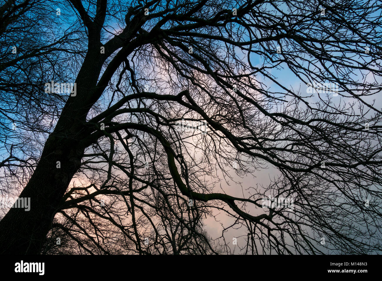 Branches of big tree hi-res stock photography and images - Alamy