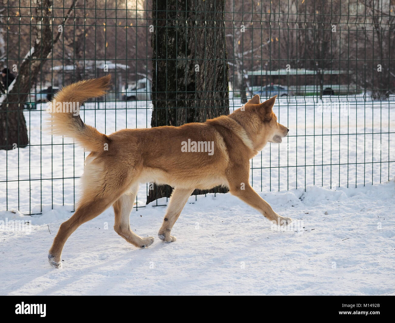 Big red dog running along the fence. Winter, snow Stock Photo - Alamy