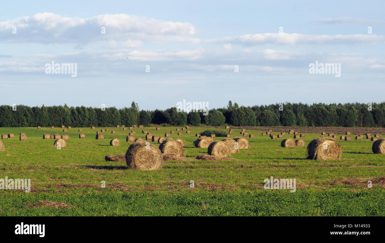 Rolls of hay on the field. Green grass, blue sky. Landscape Stock Photo ...