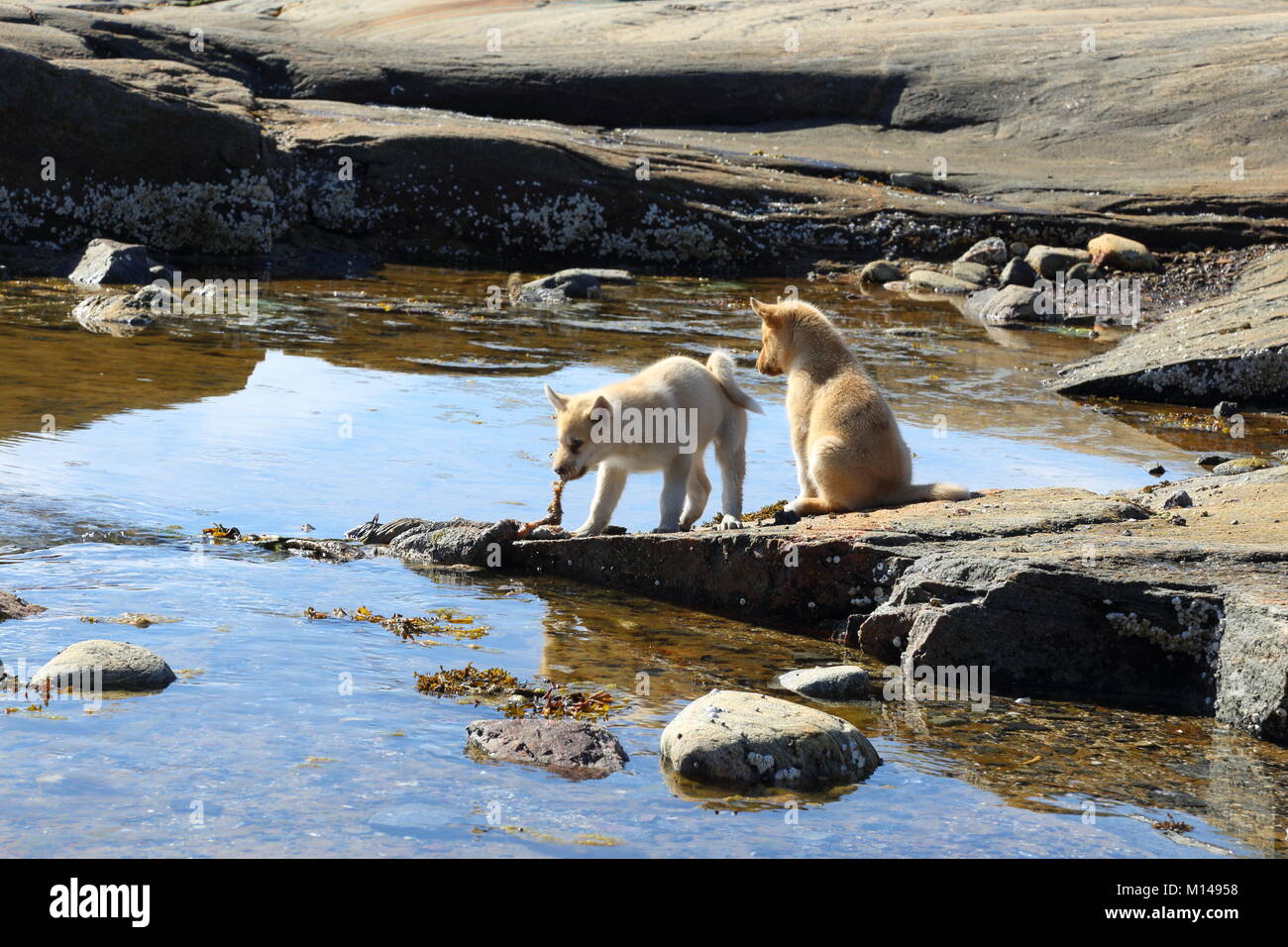 Dogs forging for food on the shores of Disko Bay, Western Greenland ...
