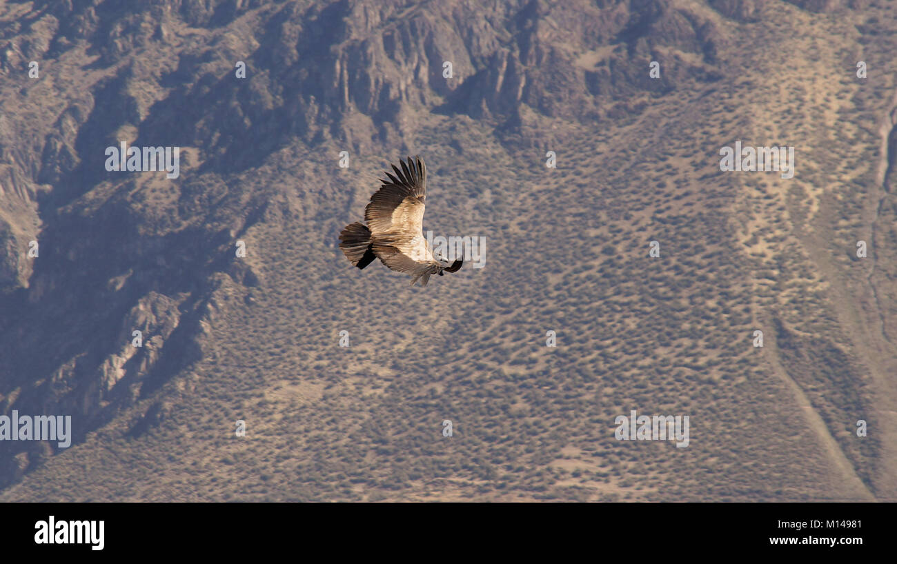 Andean Condor bird in the Colca Canyon, Peru Stock Photo - Alamy