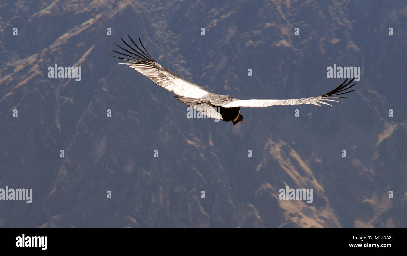Andean Condor bird in the Colca Canyon, Peru Stock Photo - Alamy